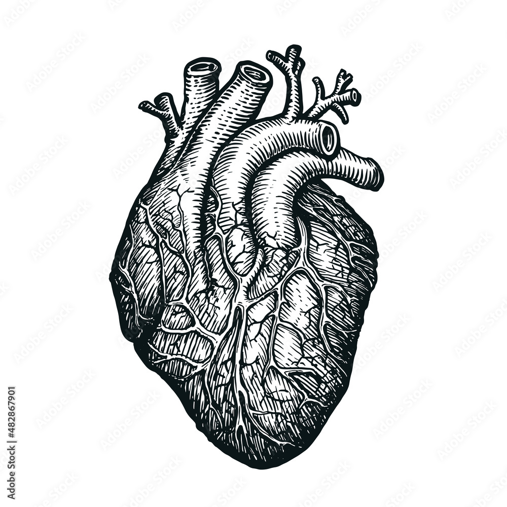 Human heart sketch on white background. Hand drawn anatomical human ...