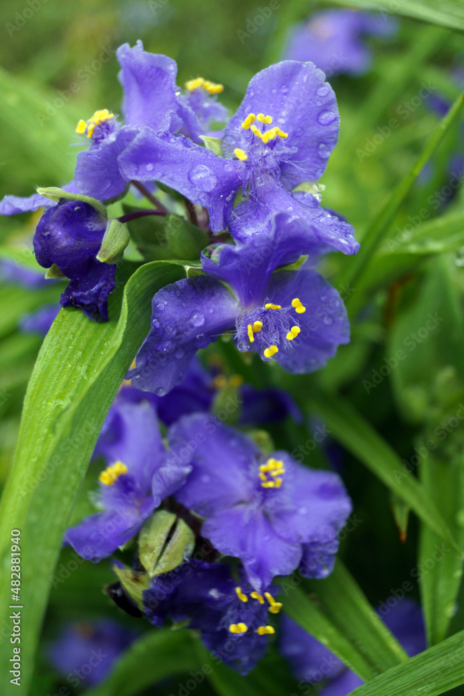 Vertical closeup of the purple-blue flowers of 'Zwanenburg Blue ...