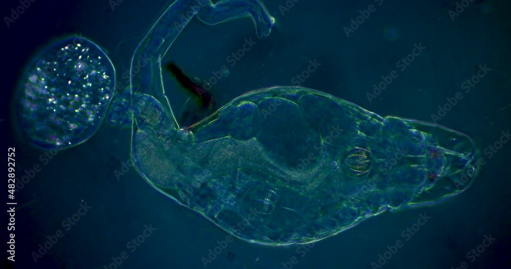 Microscopic life in drop of pond water view under a microscope of ...
