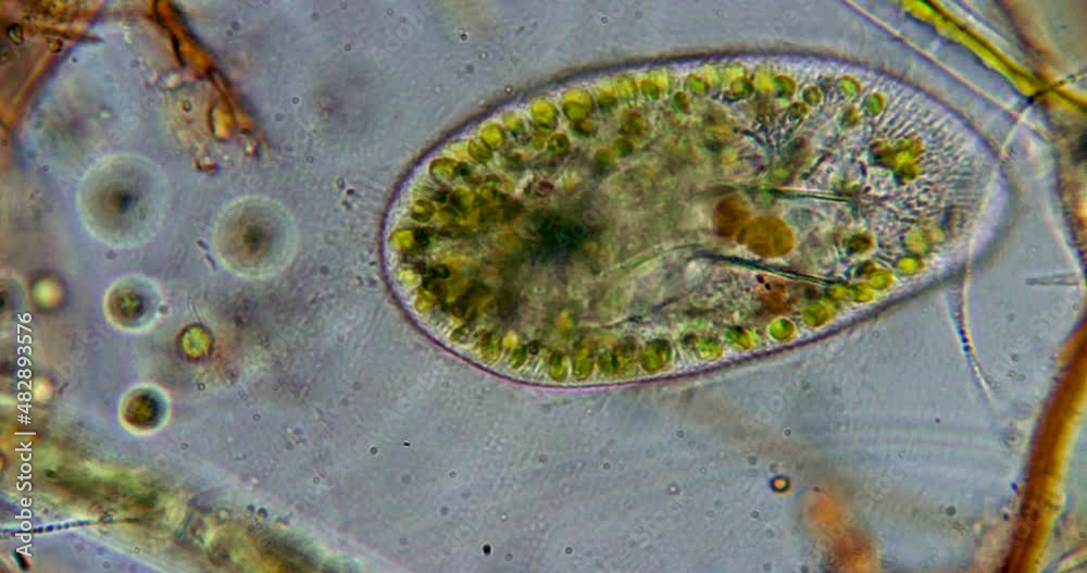 Protozoa protists unicellular organism under microscope Euglena, Paramecium and amoebas 800x ...