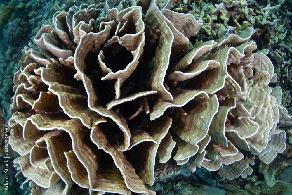 Fotka „A healthy coral colony, Heliopora sp., grows on a reef near Alor ...