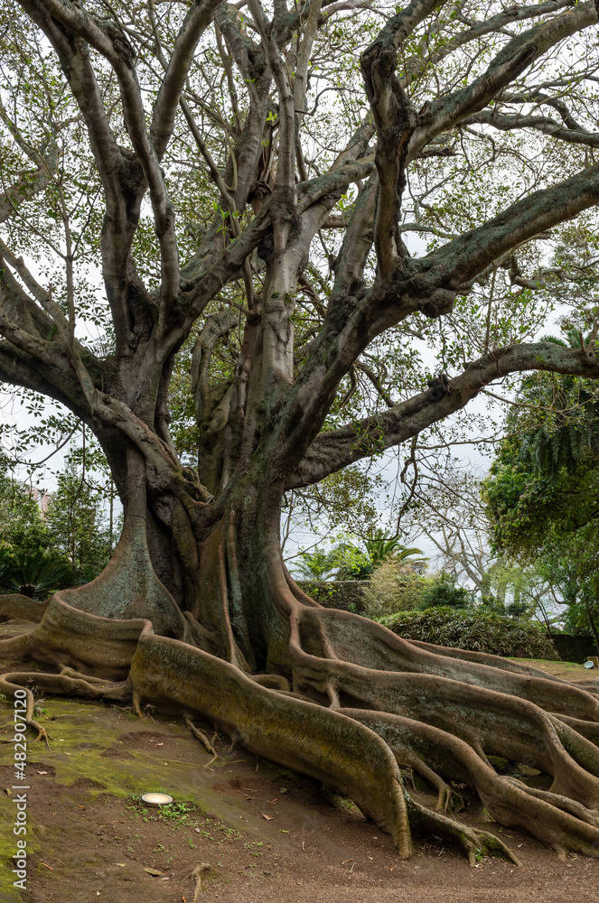 Ficus macrophylla or Australian Banyan tree in the Jose Canto Botanical ...