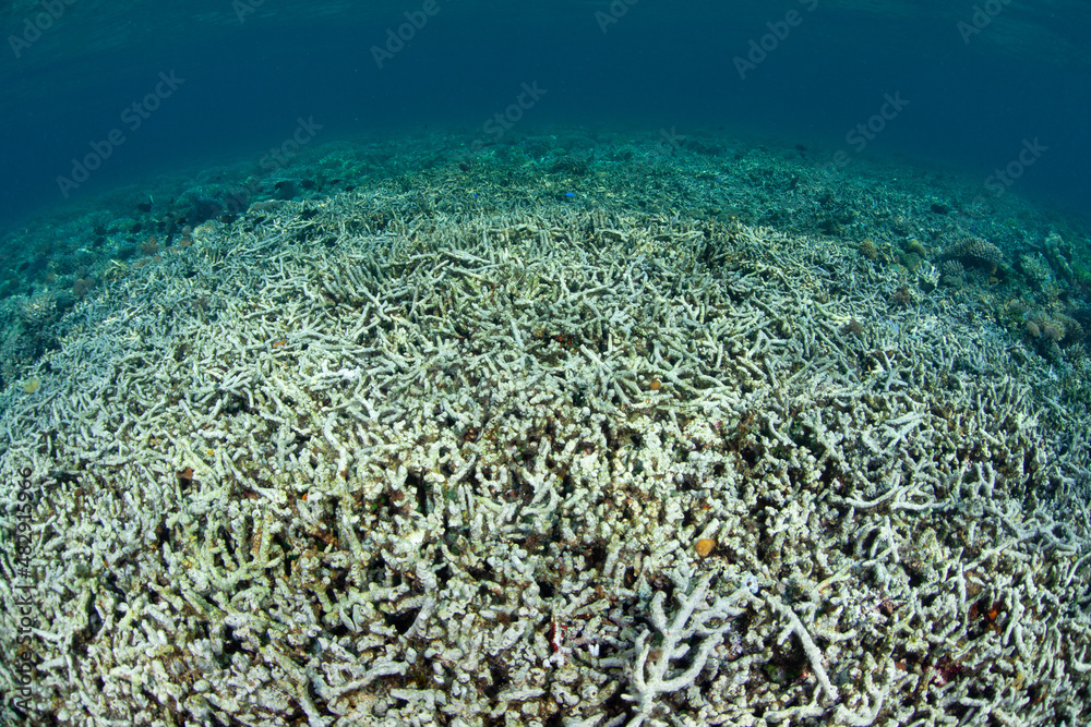 Foto de A coral reef is almost completely dead, probably due to ...