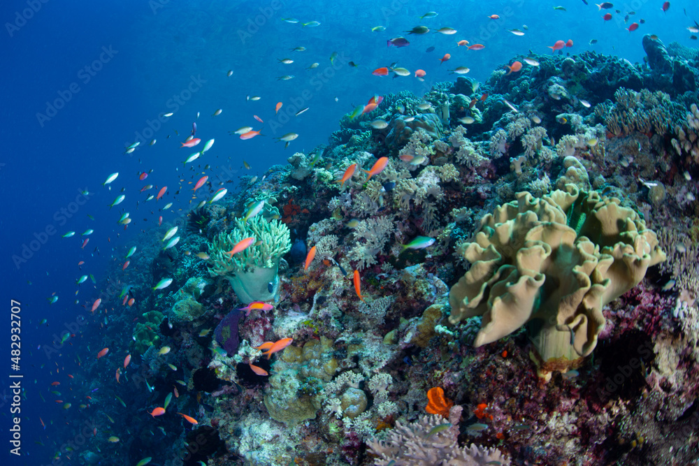 A healthy, biodiverse coral reef thrives in the waters near Alor ...