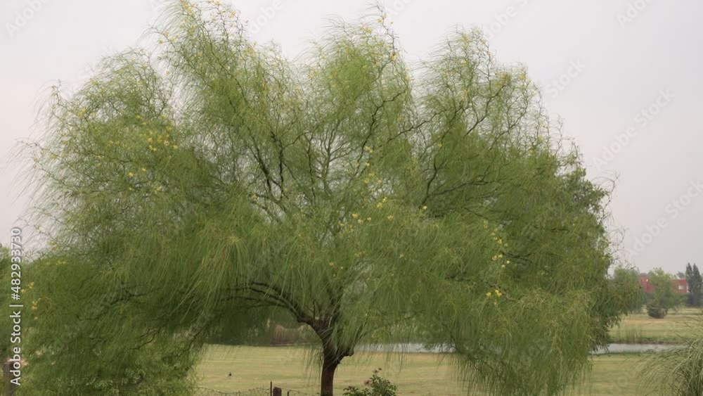 Pan of a Parkinsonia aculeata, also known as Mexican palo verde tree ...