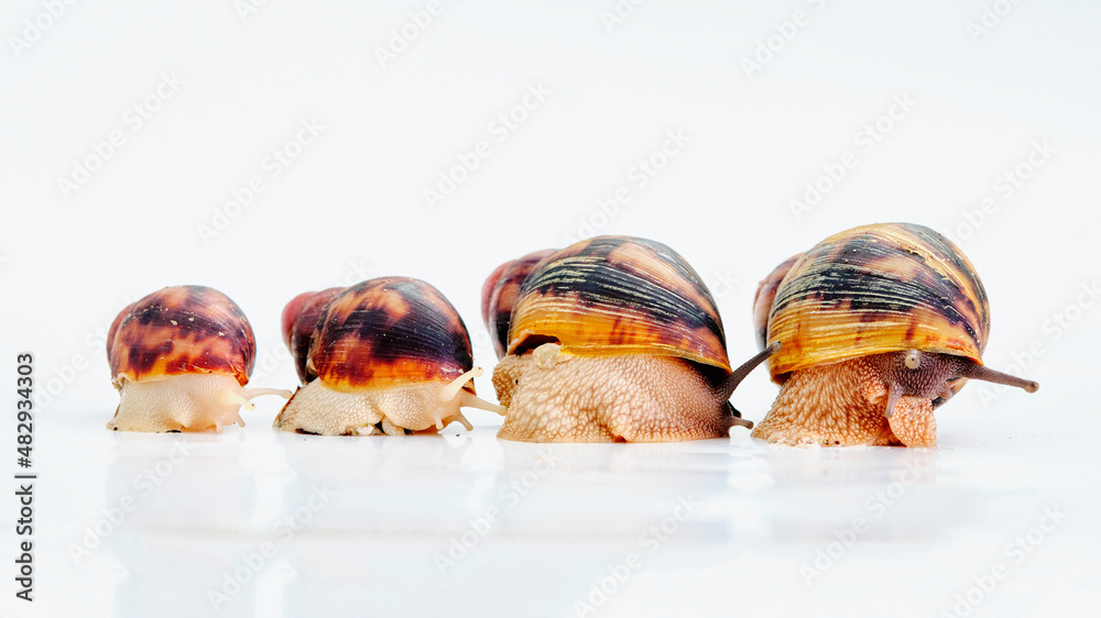 Four African snails Archachatina Egregia, isolated on a white ...
