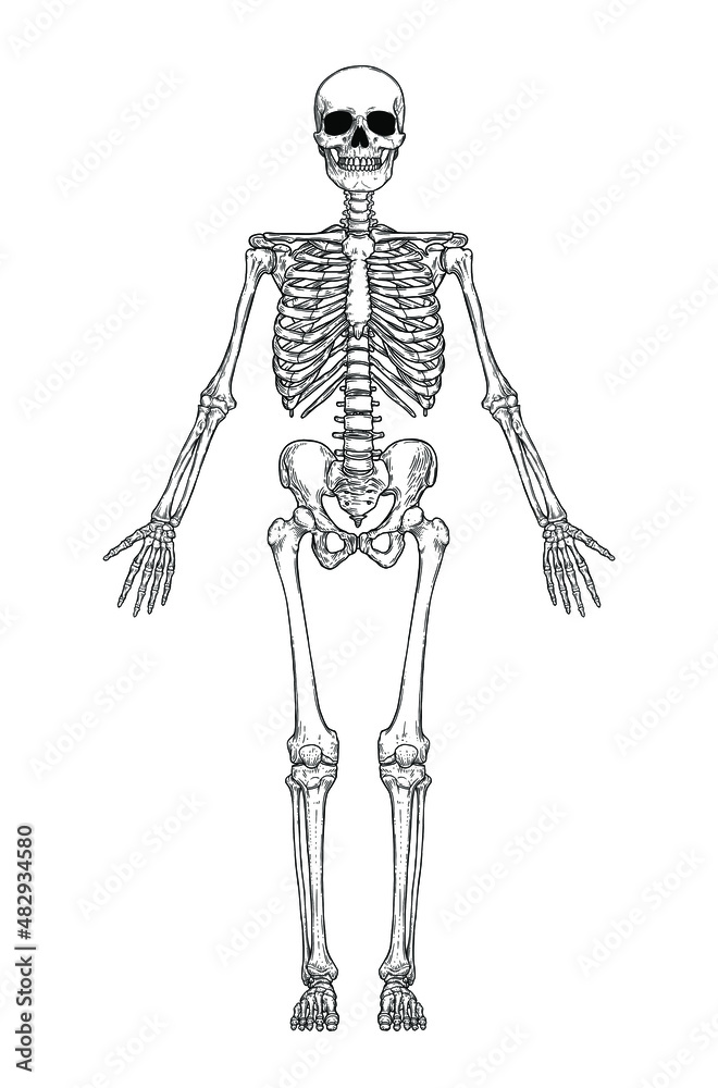 Human skeleton anatomy in front isolated on white background. Vector ...
