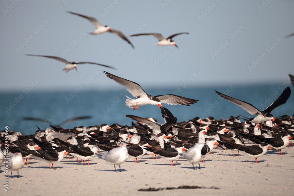 Flock Of Black Skimmer Terns Rynchops Niger On The Beach At Clam Pass ...