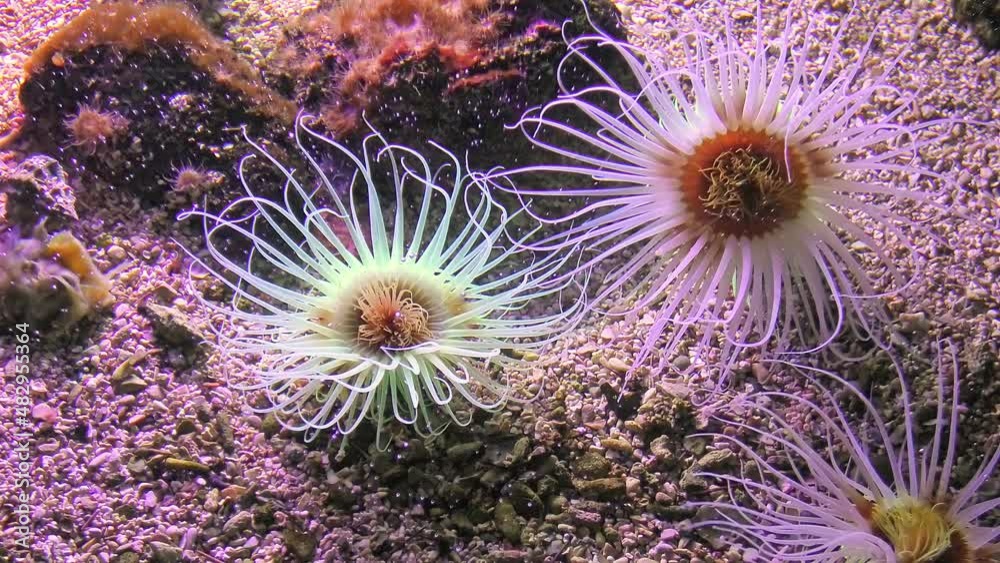 Video „cylinder anemones or coloured tube anemone in coral reef depth ...