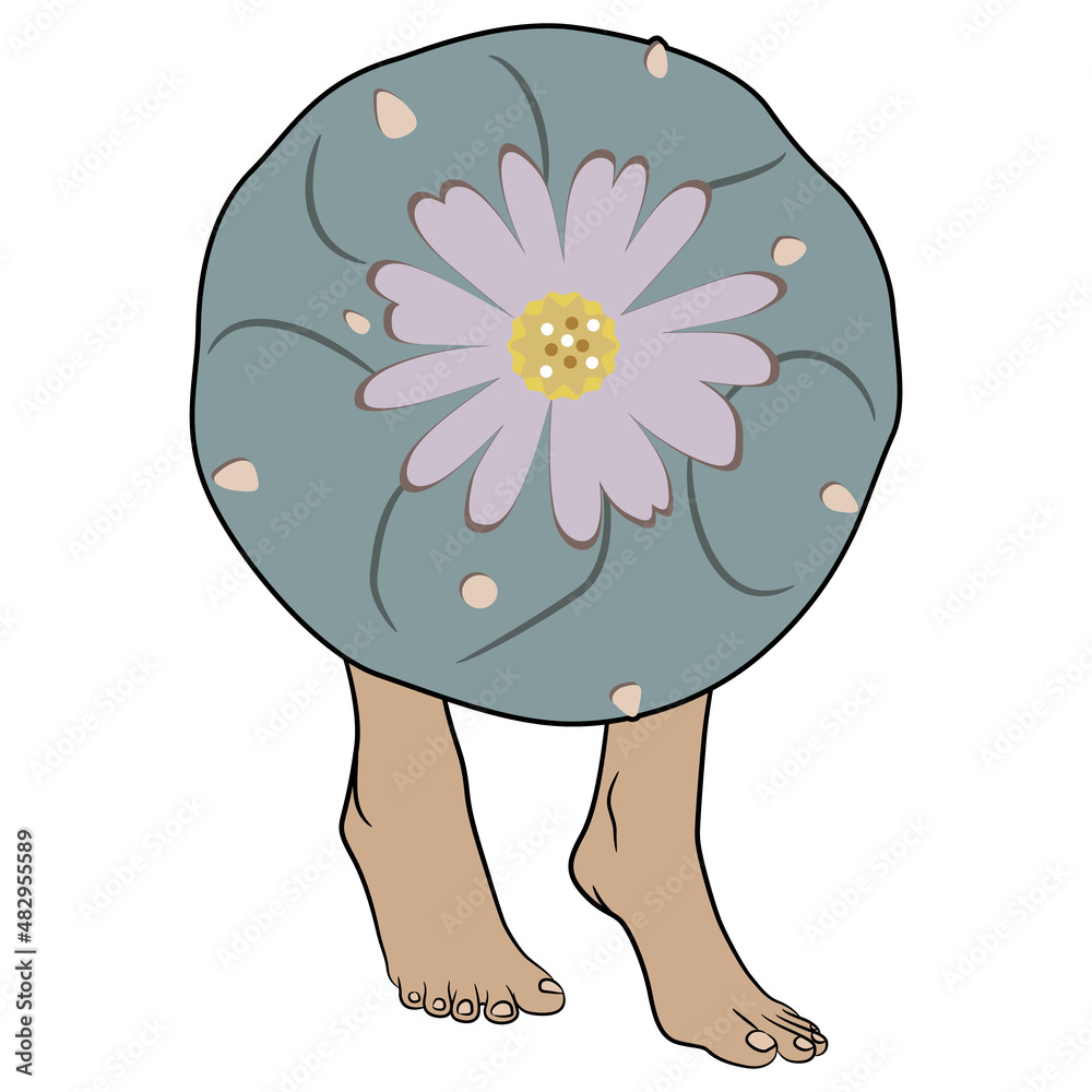 Lophophora cactus (Peyote) standing on human feet. Creative funny ...
