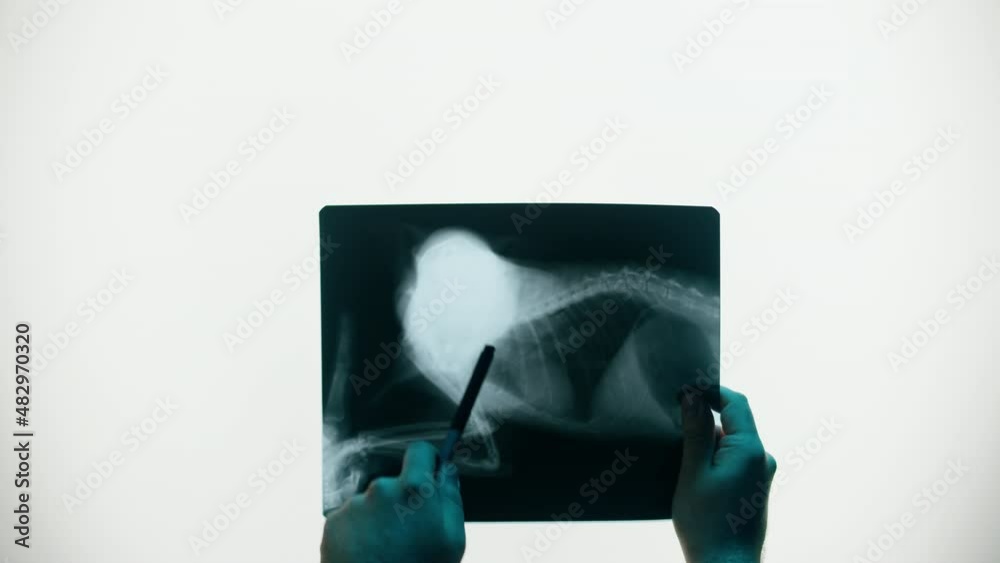Animal bones x-ray close-up. Doctor veterinarian examining cat or dog ...