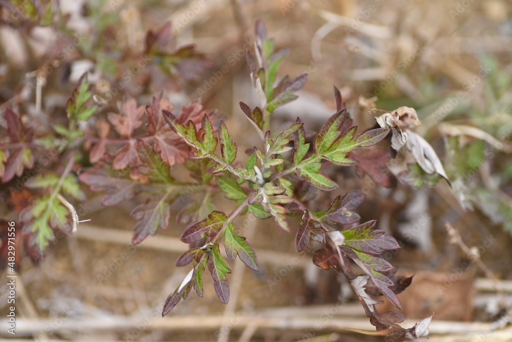 Mugwort leaves in winter. Asteraceae perennial plants. Edible and ...