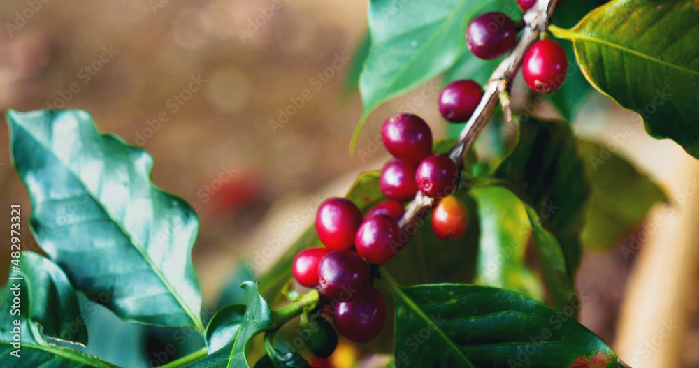 Red seed coffee bean green leaf robusta arabica berries ripe harvest ...