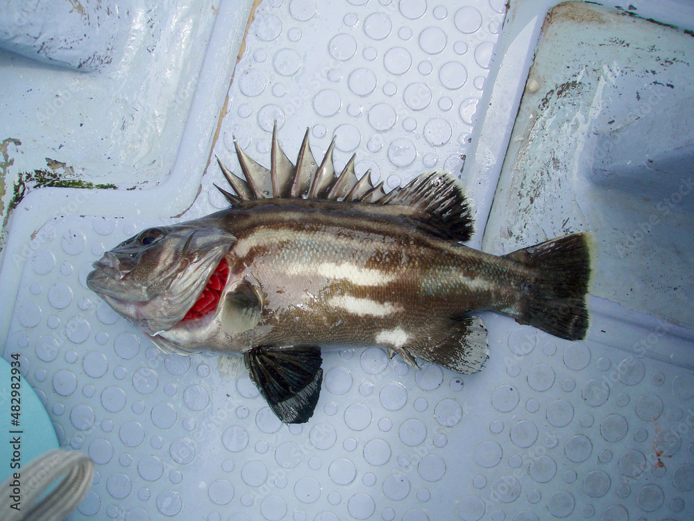 Striped jewfish (Fat bass, Giant sea bass, Ishinagi), young fish body ...