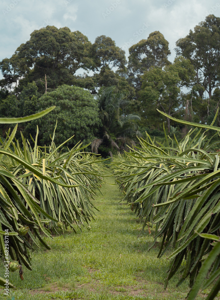 Dragon Fruit Tree Plantation in Malaysia, Asia Stock Photo | Adobe Stock