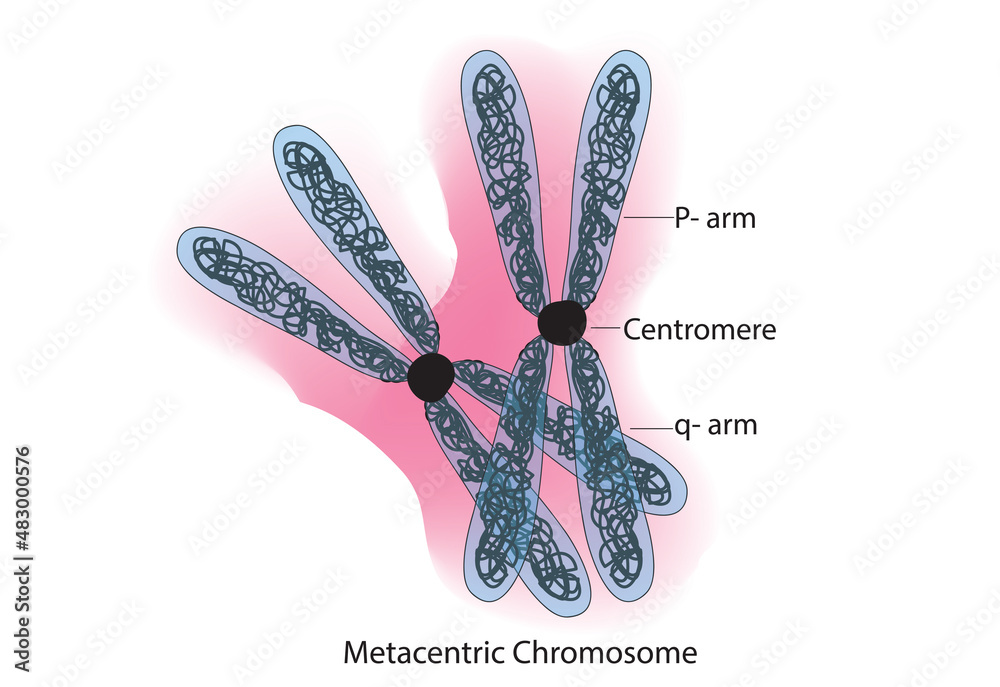 metacentric chromosome (middle centromere on chromosome) Stock Vector ...