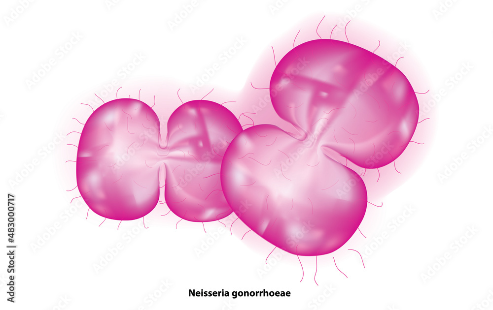 Poster Anatomy of Neisseria gonorrhoeae bacteria (gonorrhea bacteria ...