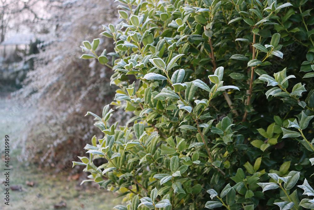 Evergreen Holly bush covered with frost in the garden on winter. Ilex ...