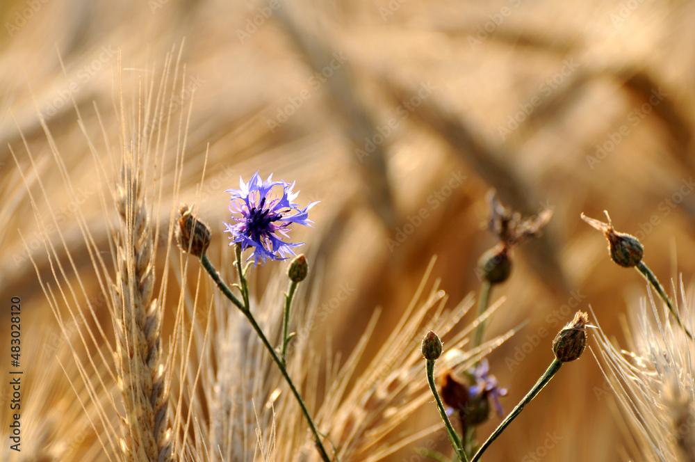 Gerste Stock Photo | Adobe Stock