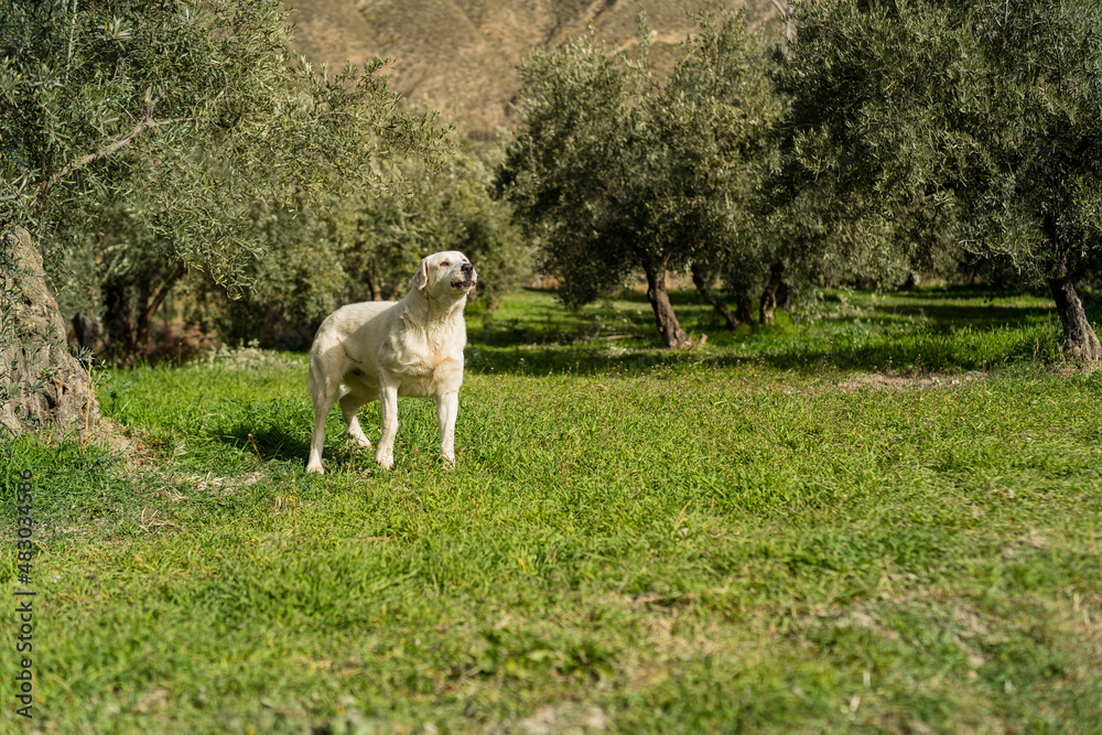 Perro en el campo en uan ruta verde de andalucia Stock Photo | Adobe Stock