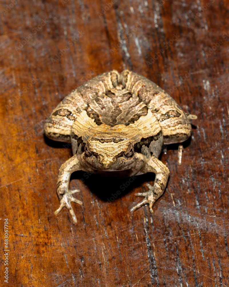 Beautiful narrow-mouthed frog, Microhyla pulchra, in Thailand Stock ...