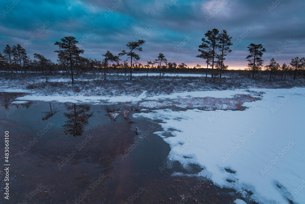 Winter scene in bog with trees. Overcast conditions and sunlight on the ...