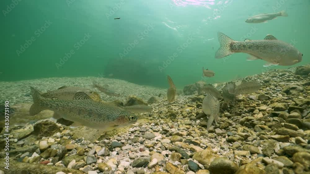 Rainbow trout swimming underwater, Oncorhynchus mykiss. A big group of ...