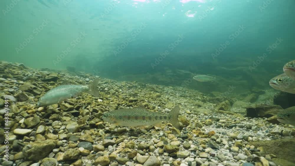 Swimming Rainbow trout underwater, Oncorhynchus mykiss. Big group of ...