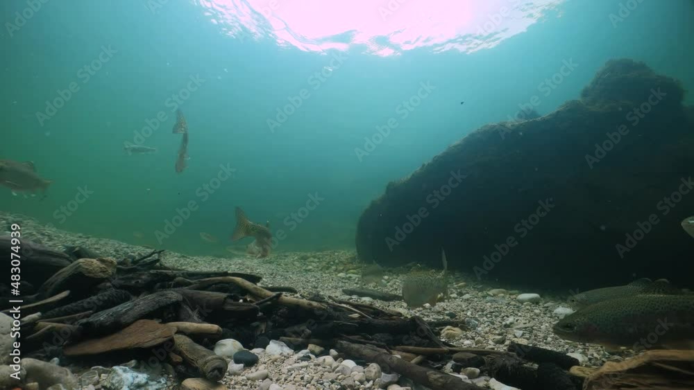 Swimming Rainbow trout underwater, Oncorhynchus mykiss. Big group of ...