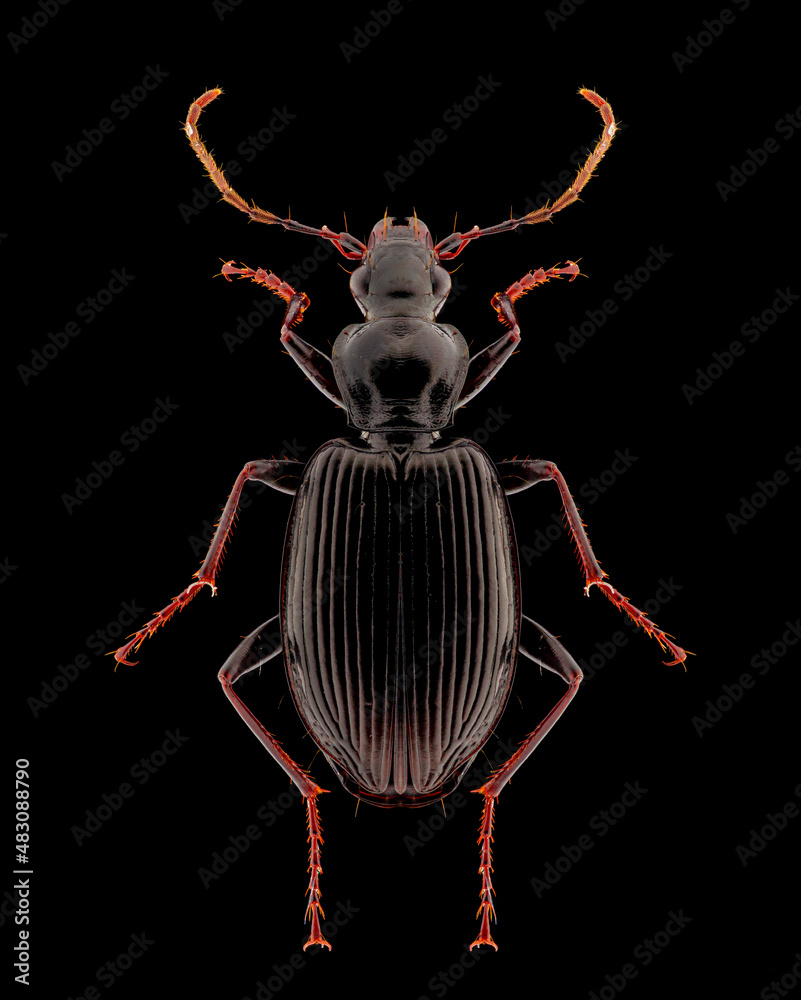 Black beetle entomology specimen with spreaded, legs and antennae ...