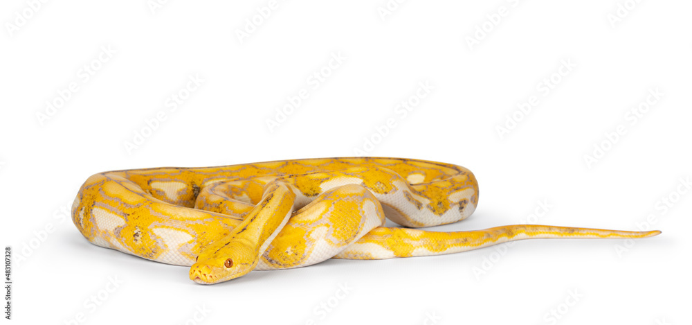 Female juvenile Reticulated python aka Malayopython reticulatus snake ...