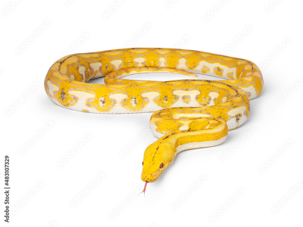 Female juvenile Reticulated python aka Malayopython reticulatus snake ...