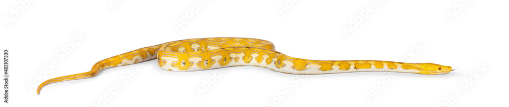 Female juvenile Reticulated python aka Malayopython reticulatus snake ...