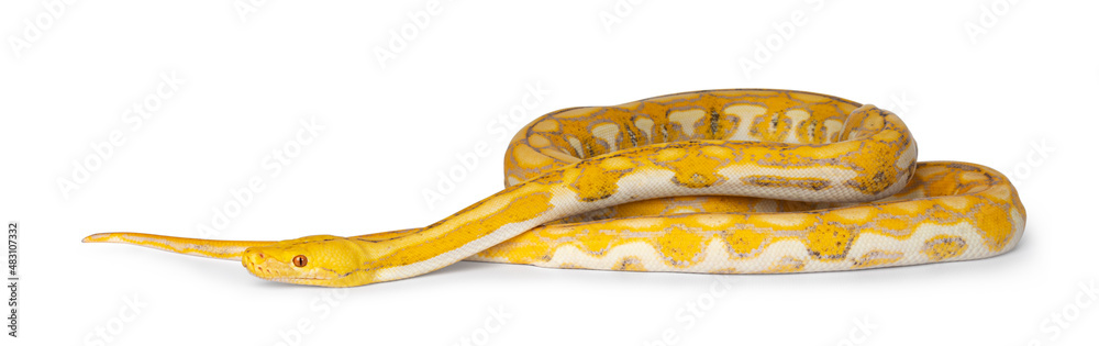 Female juvenile Reticulated python aka Malayopython reticulatus snake ...