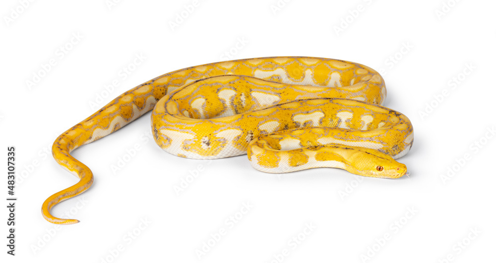 Female juvenile Reticulated python aka Malayopython reticulatus snake ...