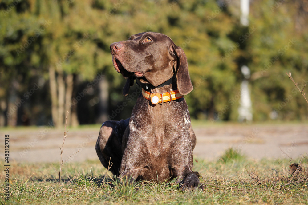 German shorthaired pointer. Kurzhaar. Hunting dog portrait Stock Photo ...