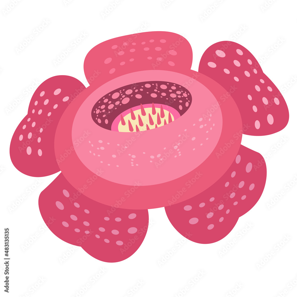 Rafflesia the largest exotic flower in rainforest. Nature in our planet ...