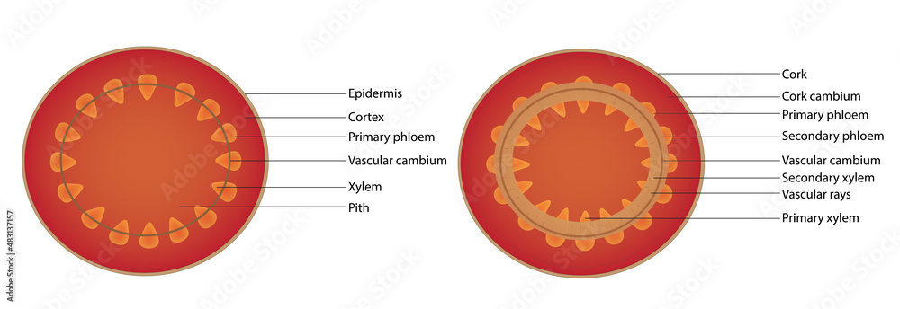 the process of secondary growth of dicot woody plant, development of a ...