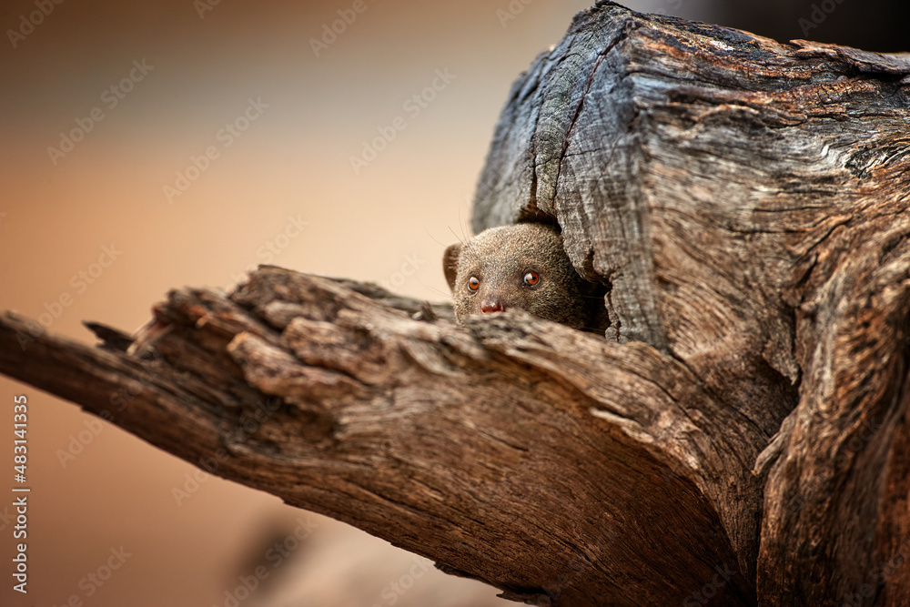 Dwarf mongoose, Helogale parvula, african smallest mongoose emerging ...