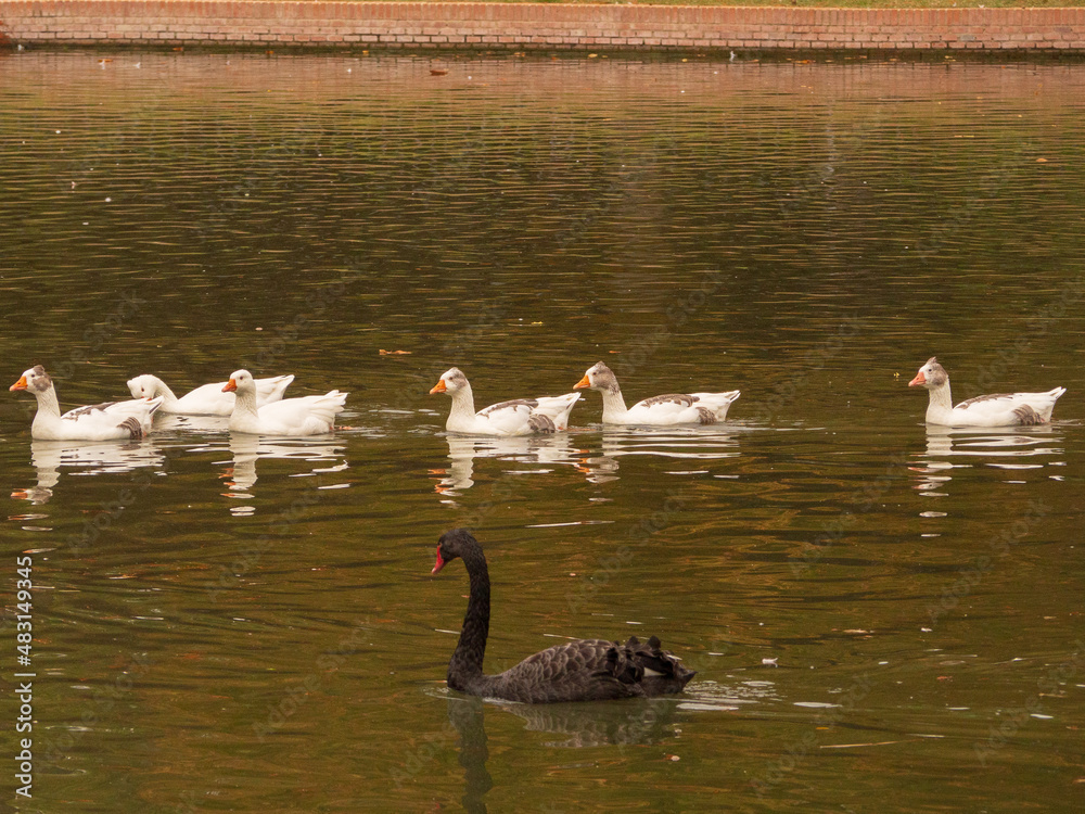 El patito feo Stock Photo | Adobe Stock