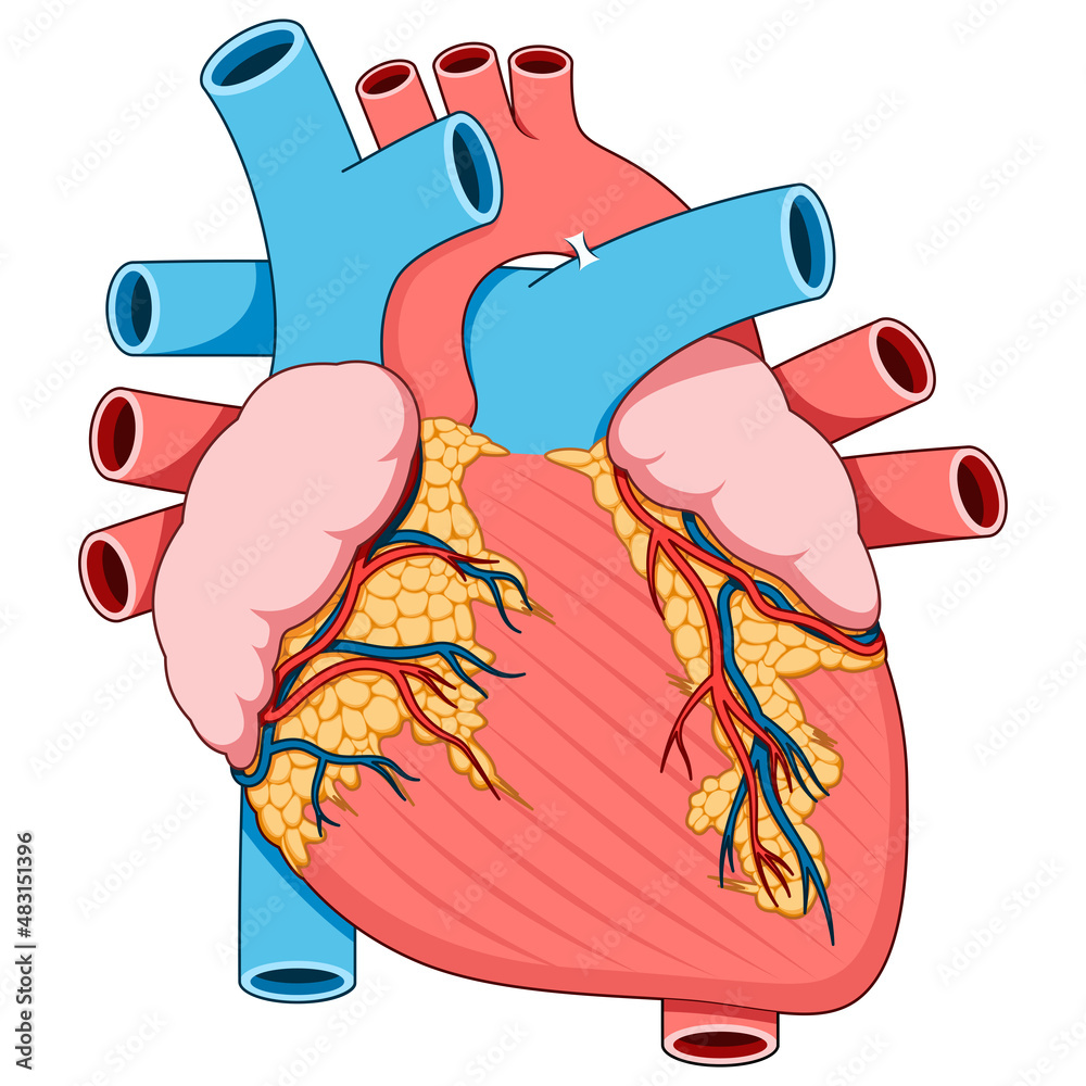 Human heart anatomy 2d Stock Vector | Adobe Stock
