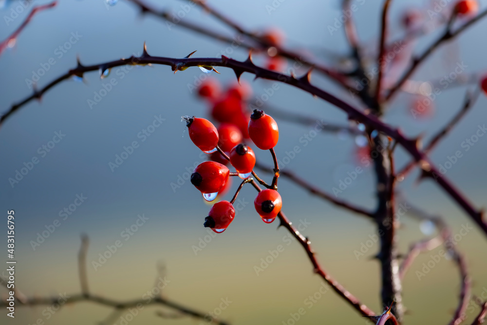 Dog rose (Rosa canina) is a variable climbing, wild rose species native ...