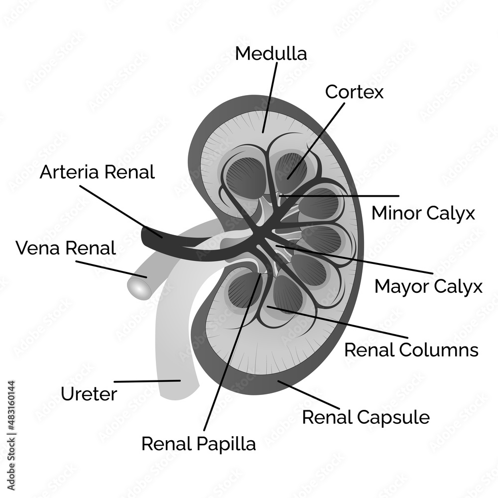 human kidney anatomy black and white infographic Stock Vector | Adobe Stock