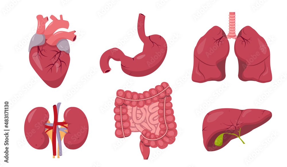 Human internal organs set on white background. Heart, lungs, liver ...