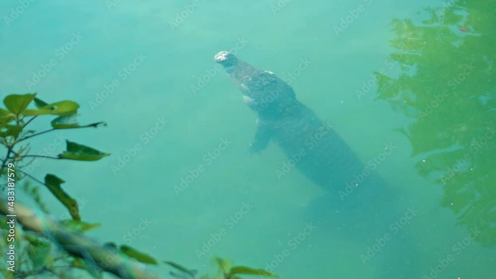 African alligators float in the water, plunging to the bottom of the ...