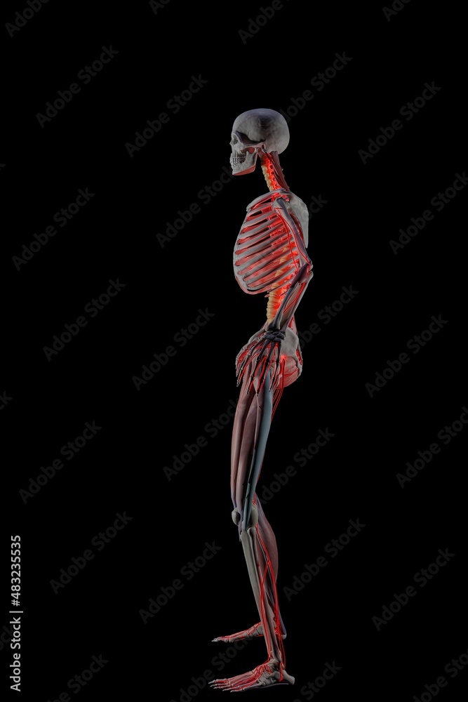 human skeleton with a skull and partly formed from a muscle on a black ...