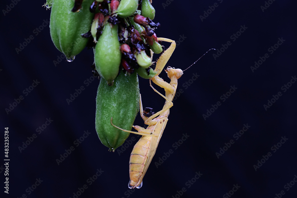 A yellow praying mantis is looking for prey in fruit cucumber trees ...