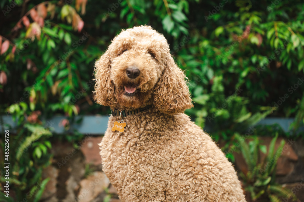 Relaxed Groodle mixed-breed dog, also known as Golden Doodle (Poodle ...
