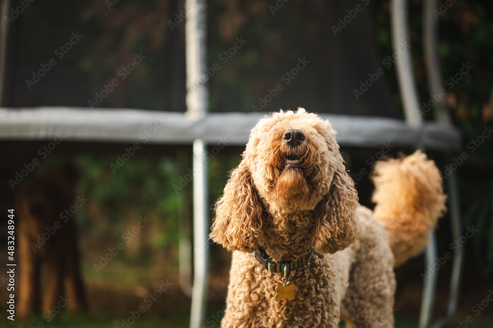 Groodle mixed-breed dog, also known as Golden Doodle (Poodle Golden ...