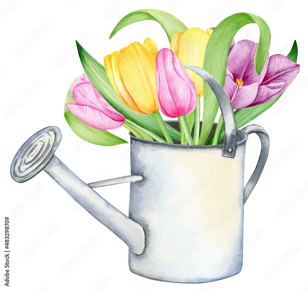 Watercolor hand drawn watering can with tulips, spring floral clipart ...